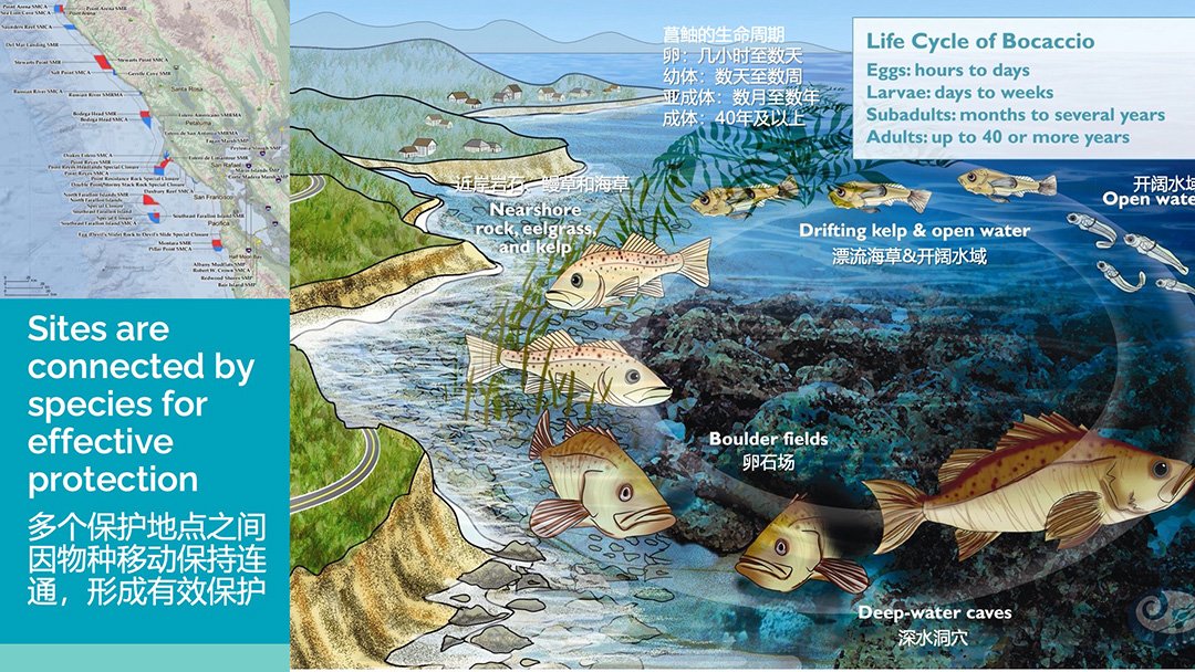 什么样的MPA才能实现海洋30目标？-自然资源保护协会